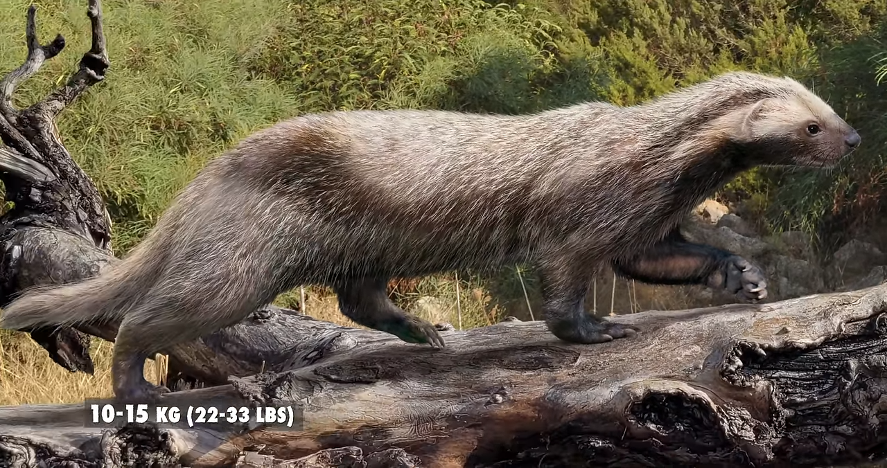Watch what happens when a lion-sized otter crushes its prey with one bite