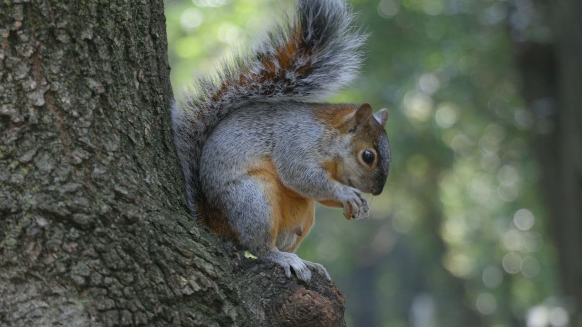 Forest squirrels up close: Incredible footage in their natural habitat ...