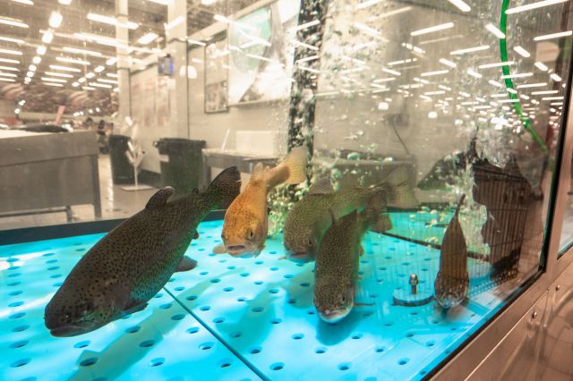 Scientists issue warning after observing concerning change in fish ...