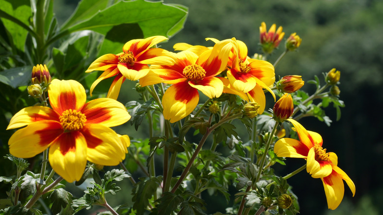 9 deer-resistant flowers that will bring color and personality to your yard