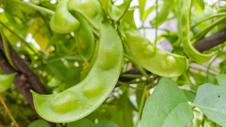 What are lima beans and are they nutritious?