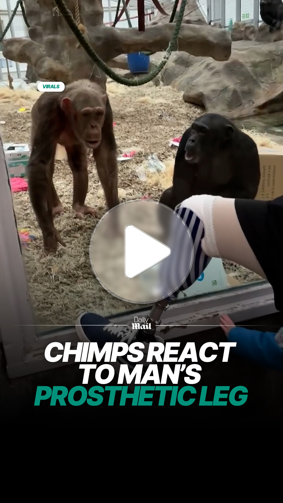 Chimpanzees react with curiosity to prosthetic leg