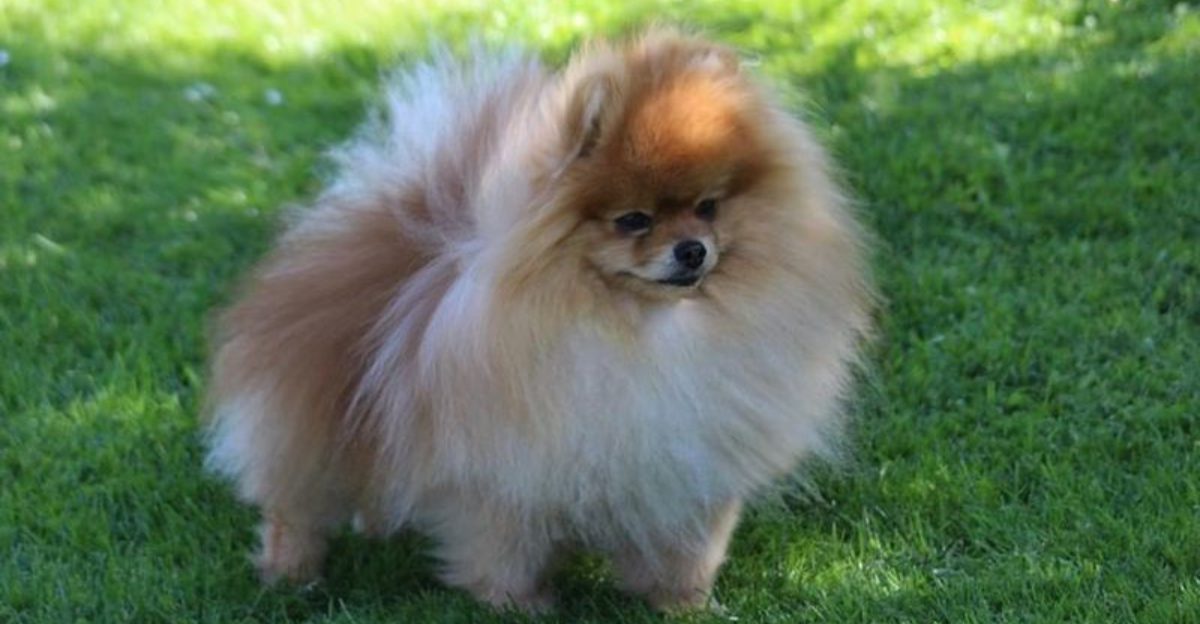 17 dog breeds that form strange little loyalty rituals only their ...