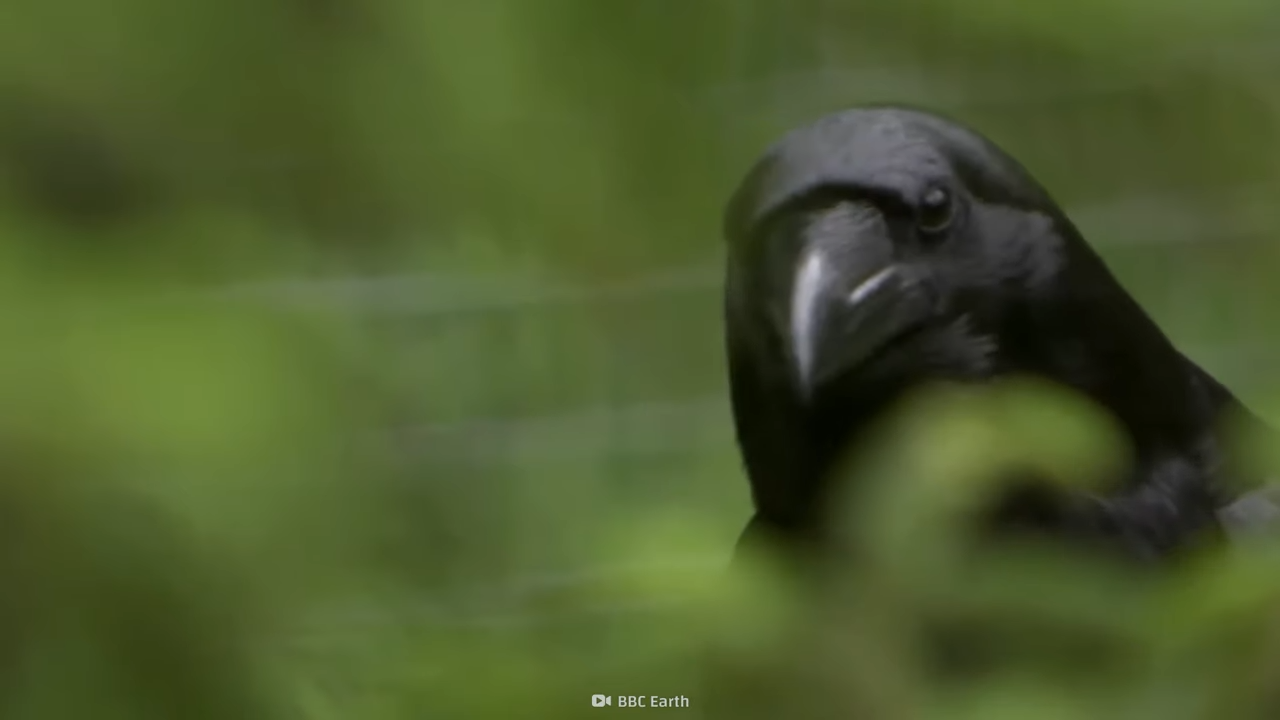 Watch what happens when two crows work together to get food