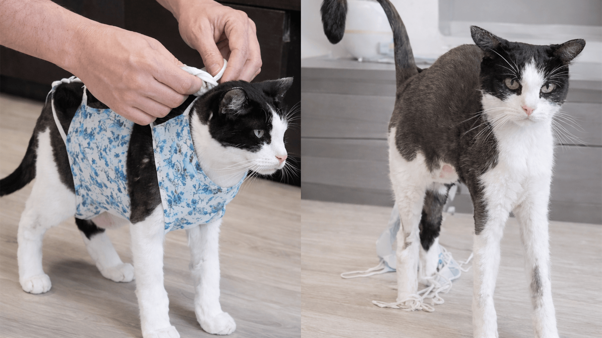 Cat finally escapes the weird outfit
