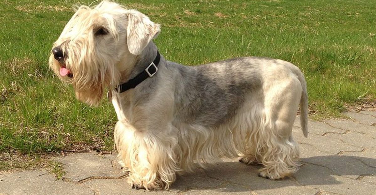 15 rare dog breeds that suddenly feel more interesting than the usual ...
