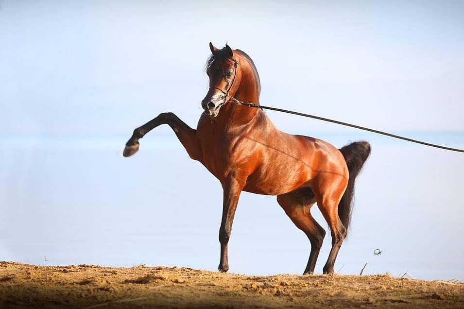 Expensive horse breeds owned by the rich