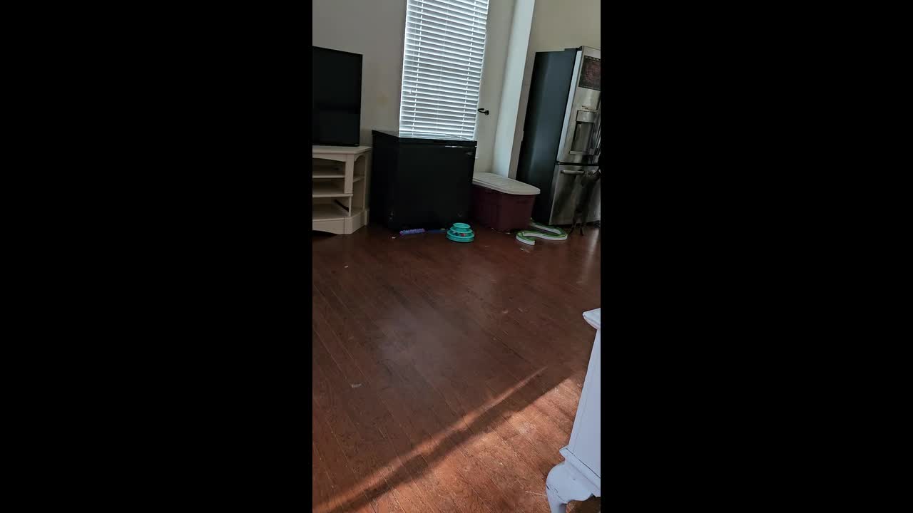 Cats attempt to open refrigerator in USA
