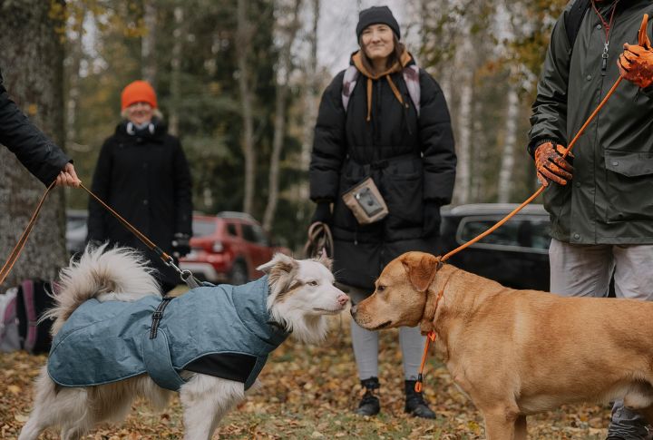 15 must-do outdoor activities with your dog