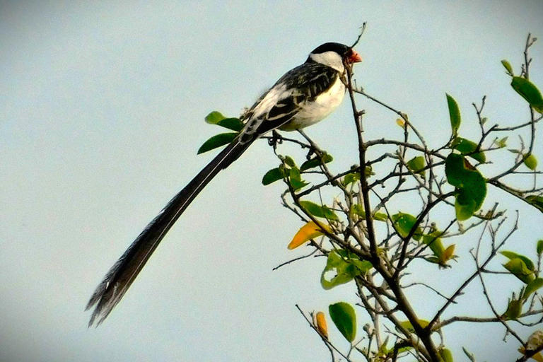 The meanest bird on earth: Is it the pin-tailed whydah?
