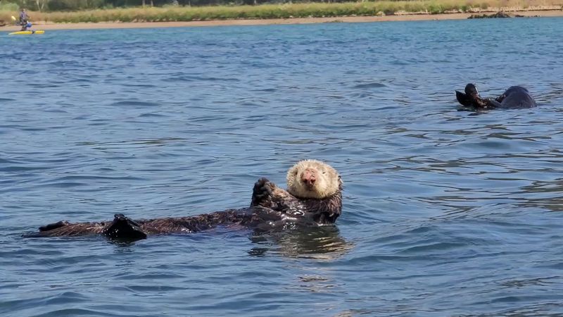 Where to see wildlife up close in California