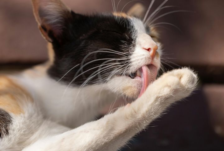 10 reasons cats make the perfect low-maintenance pets