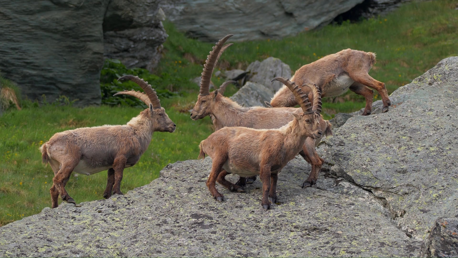 Íbices alpinos moviéndose por rocas de montaña