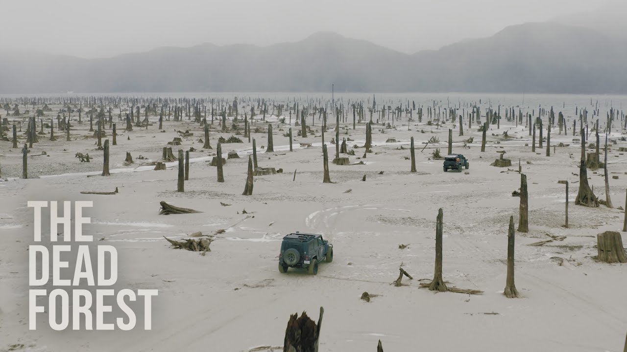 The dead forest: Epic off-road adventure