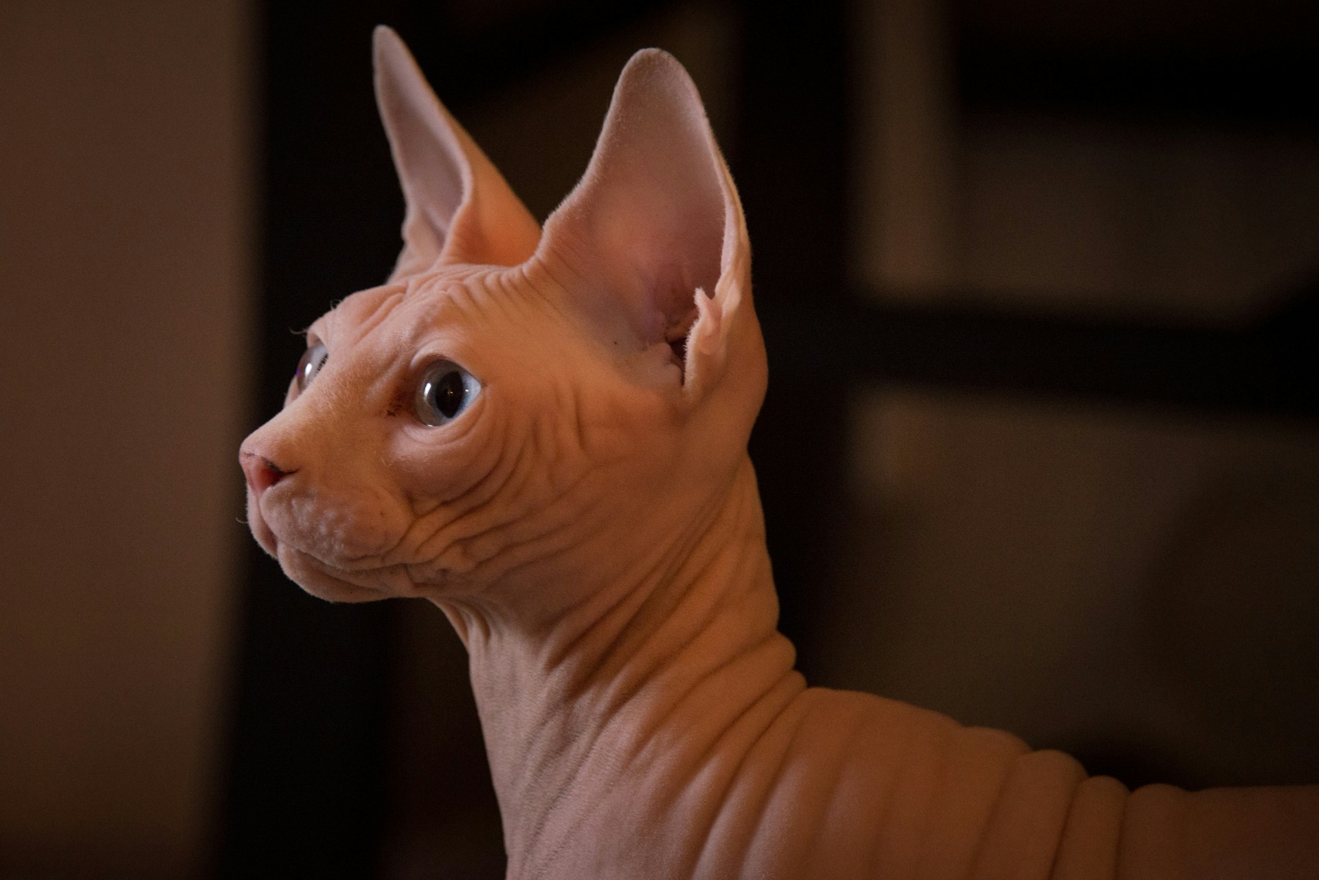 Hypoallergenic cat breeds for allergy sufferers