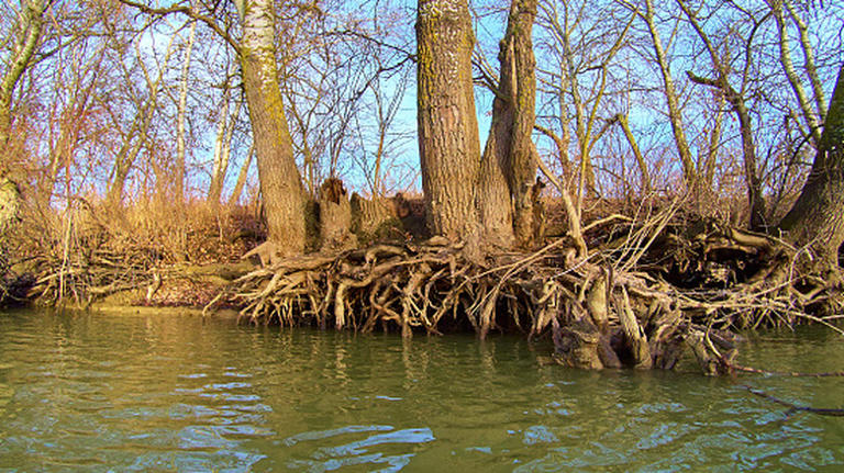 9 shallow-rooted trees that can damage the pipes in your yard