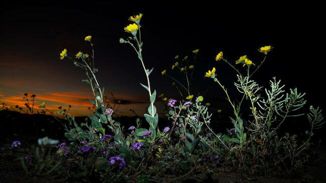 Superbloom Turns Death Valley Turns Is A Rare Colorful Spectacle