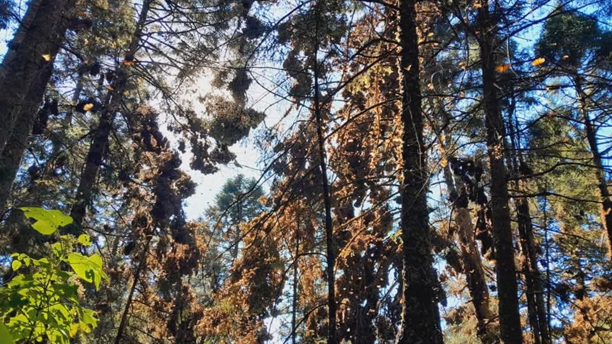 Guardián forestal: suman 48 denuncias por afectaciones a la Reserva de ...