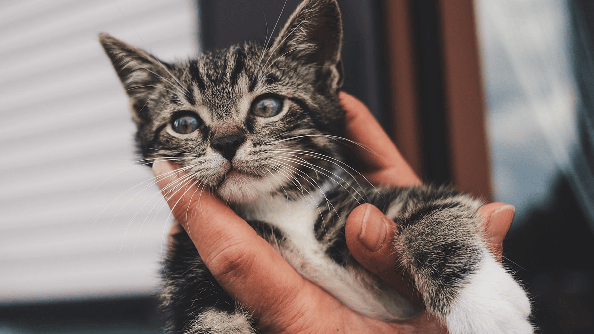 9 things a cat does when it completely trusts its human