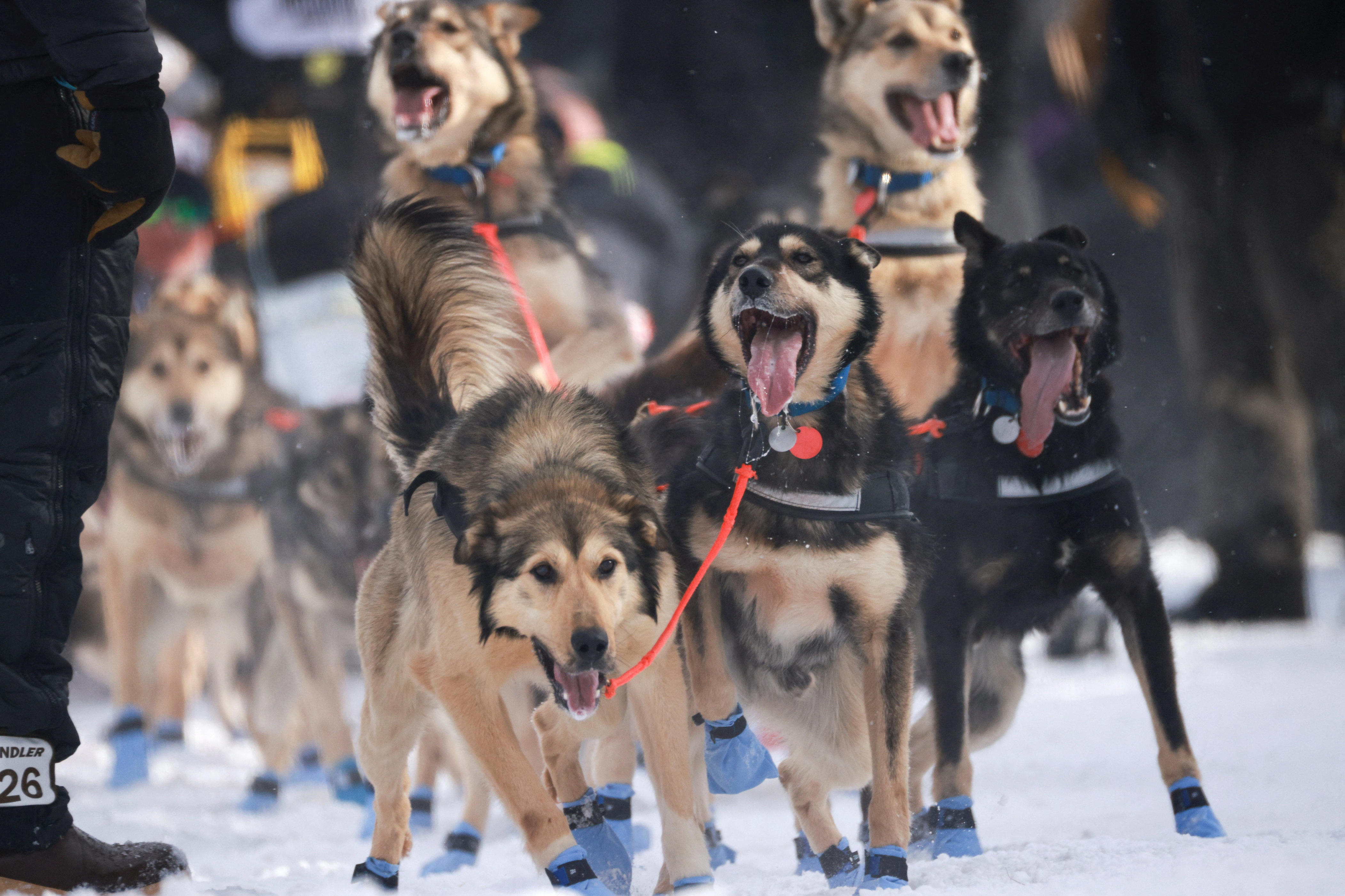 54th Iditarod underway: What to know with mushers, dogs on icy terrain