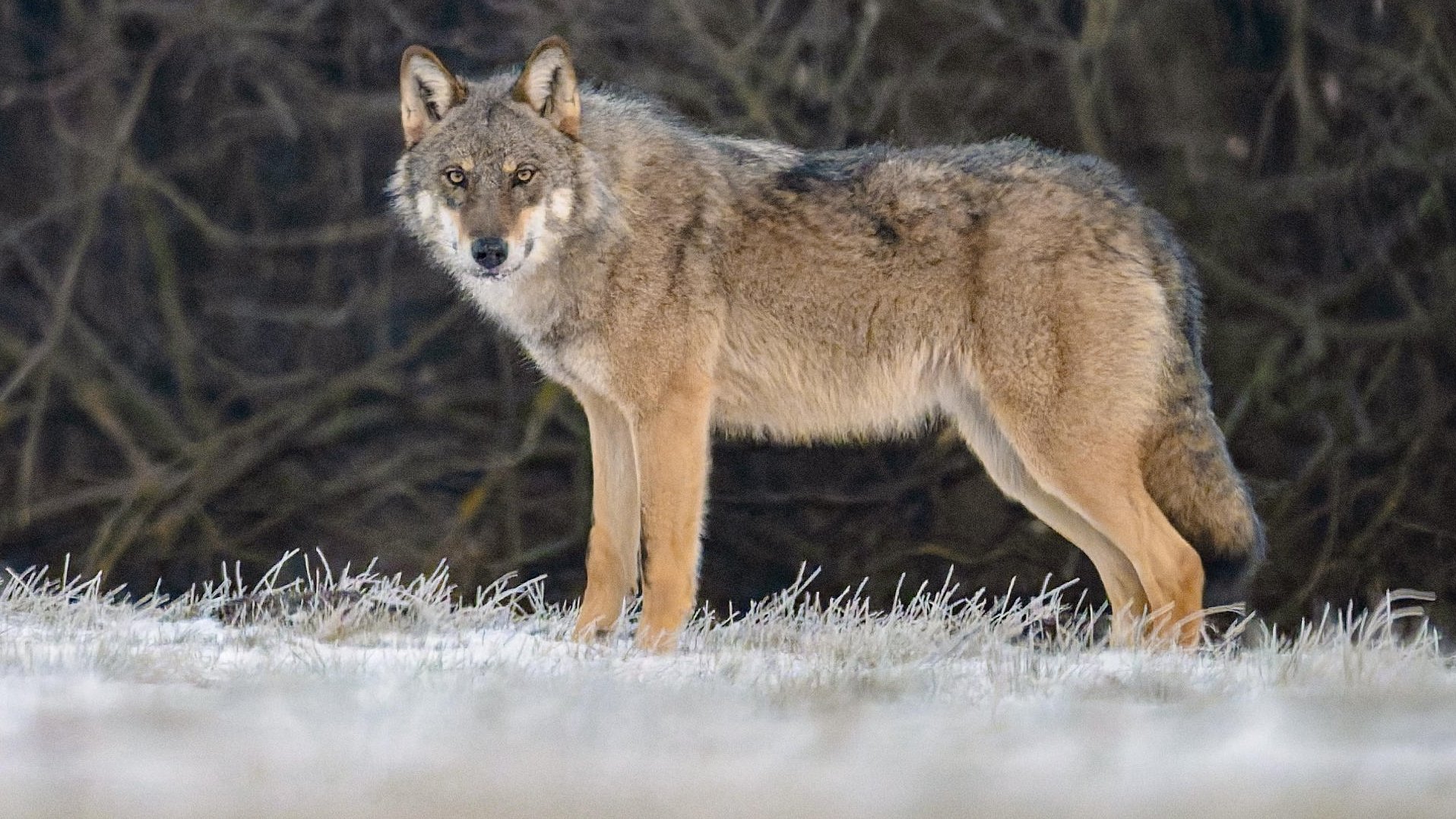 To nie wilk zaatakował człowieka na Podkarpaciu. Są nowe informacje
