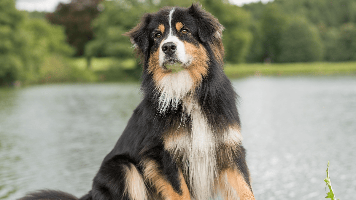 10 dog breeds that informed owners choose after thorough research