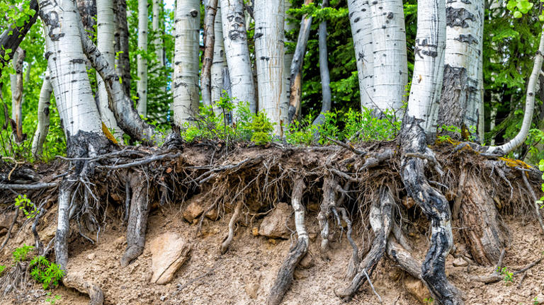9 shallow-rooted trees that can damage the pipes in your yard