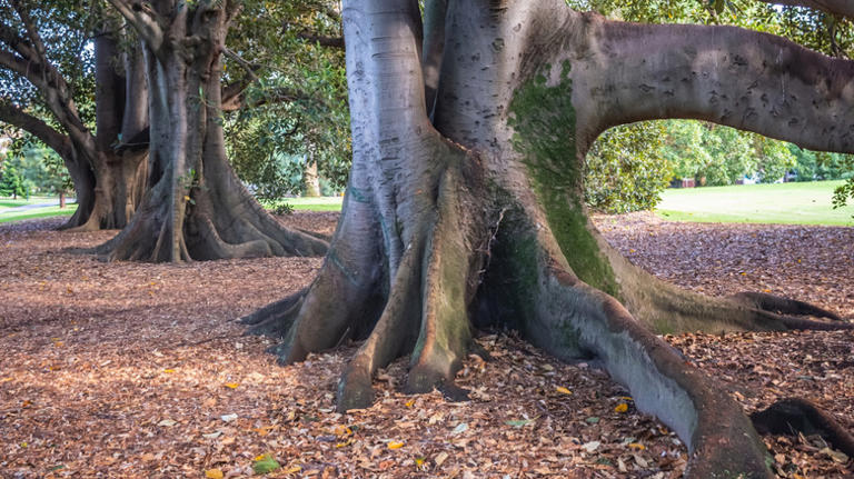 9 shallow-rooted trees that can damage the pipes in your yard
