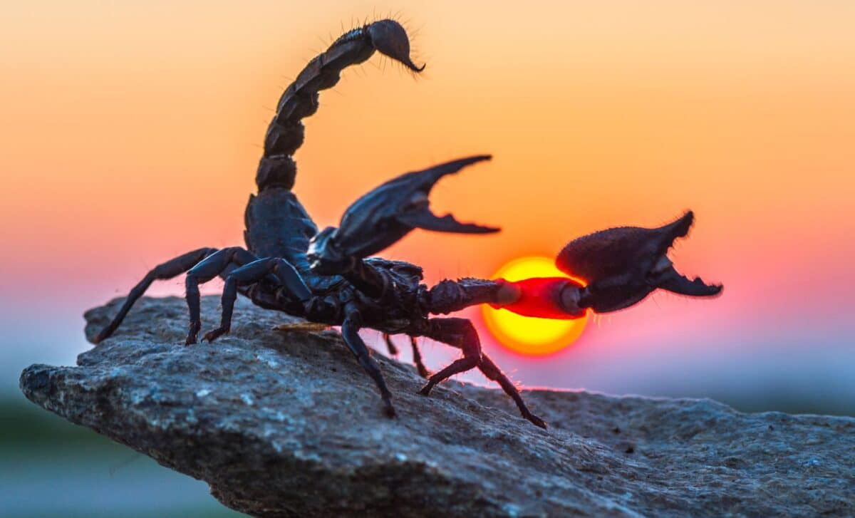 Paleontologists discovered a rare 4-inch scorpion fossil preserved in ...