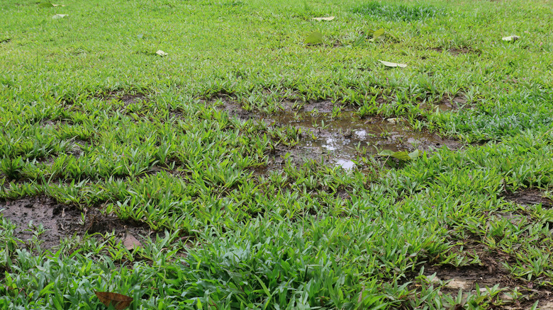 Absorbent natural materials that will prevent your wet yard from ...