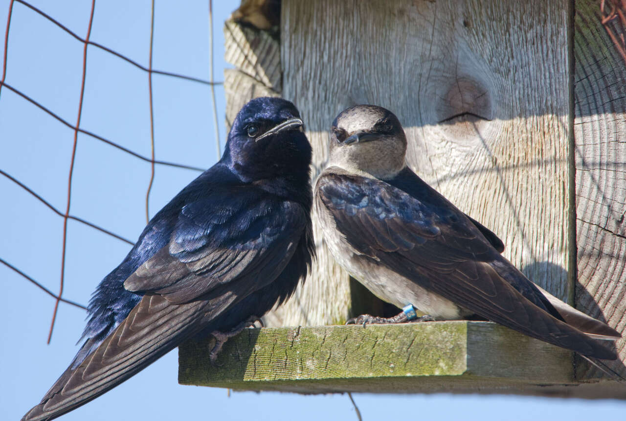 Study: 2021 Texas freeze killed up to 27% of purple martins
