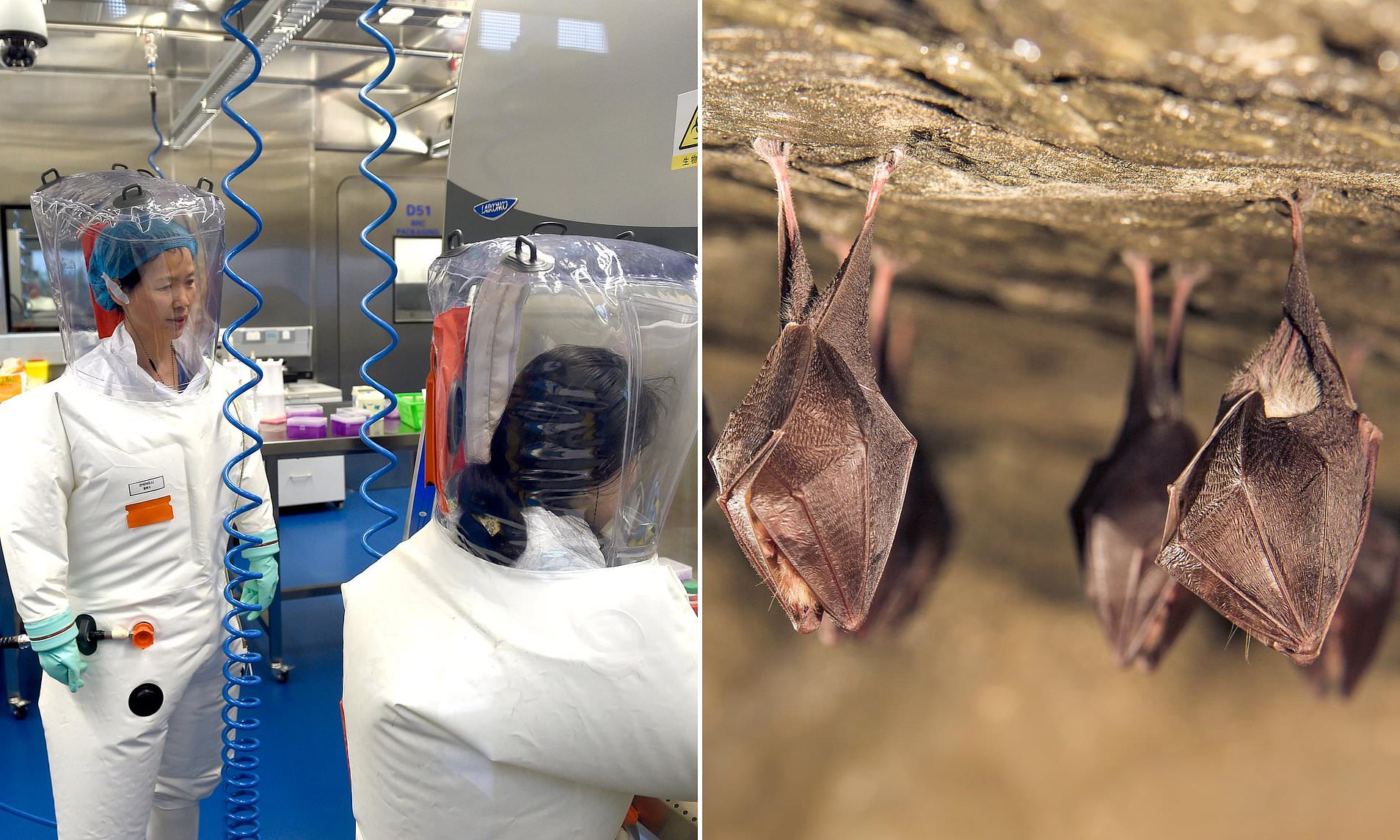 Scientists discover key clue in pandemic viruses that reveal if they ...