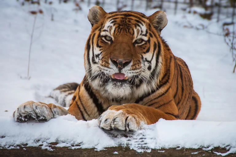 Lansing zoo reveals death of endangered tiger. Sudden passing explained