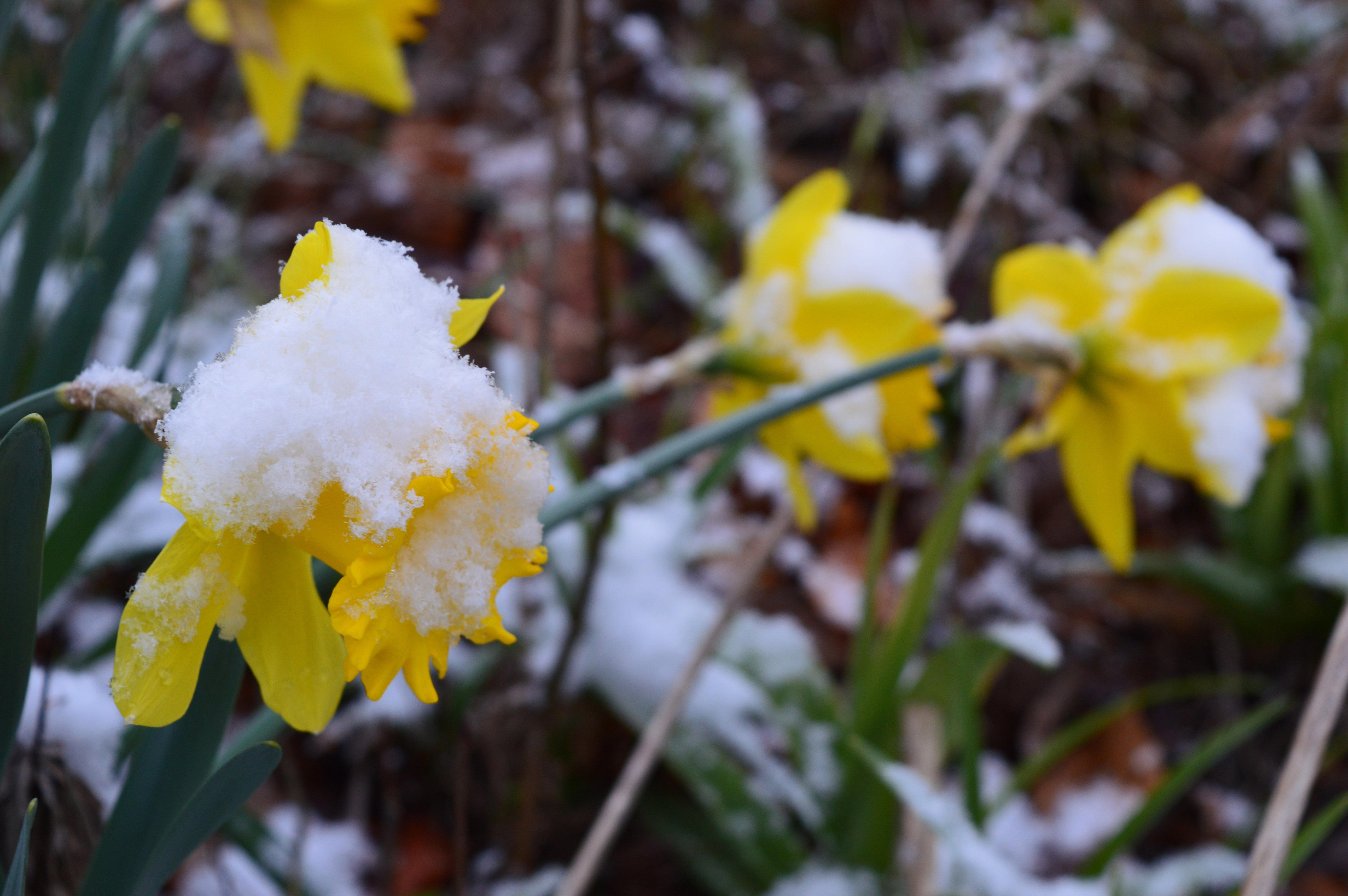 Polar vortex split to hit NJ with cold. When does 'false spring' end?