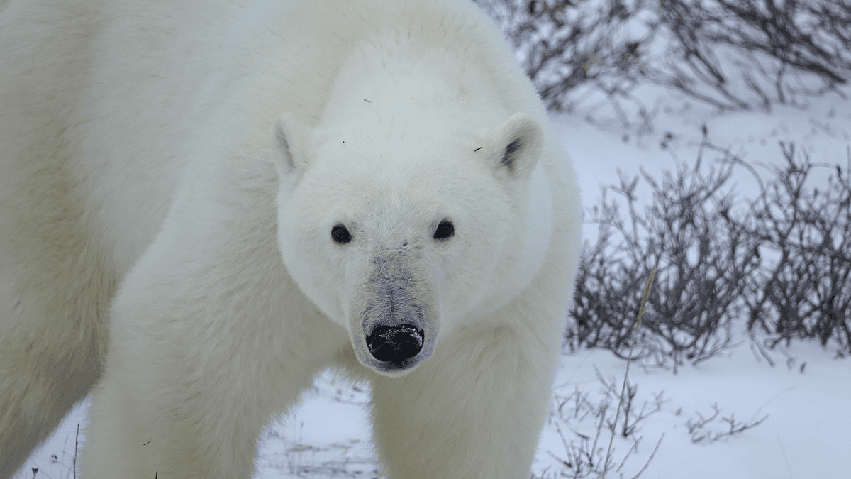 Discover which are the 11 most dangerous animals in the world