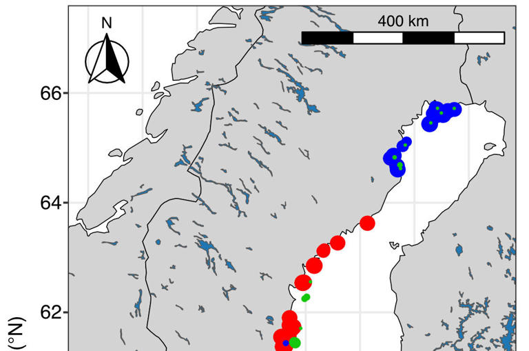 Baltic herring fishing rules may need an update after new genetic mapping