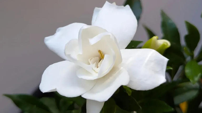 Plant it and forget it: The gardenia variety that's easy to grow