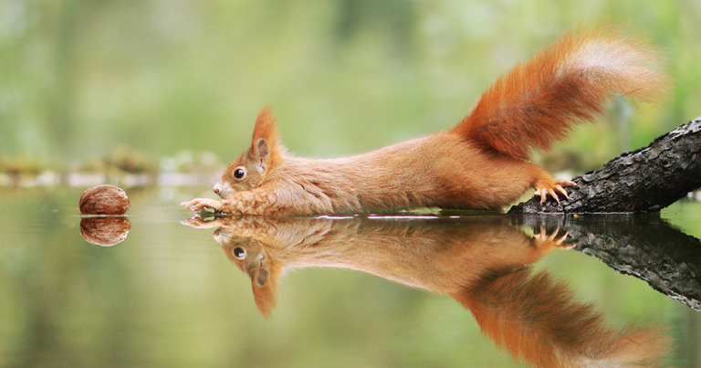 30 amusing wildlife photos of animals caught in funny moments