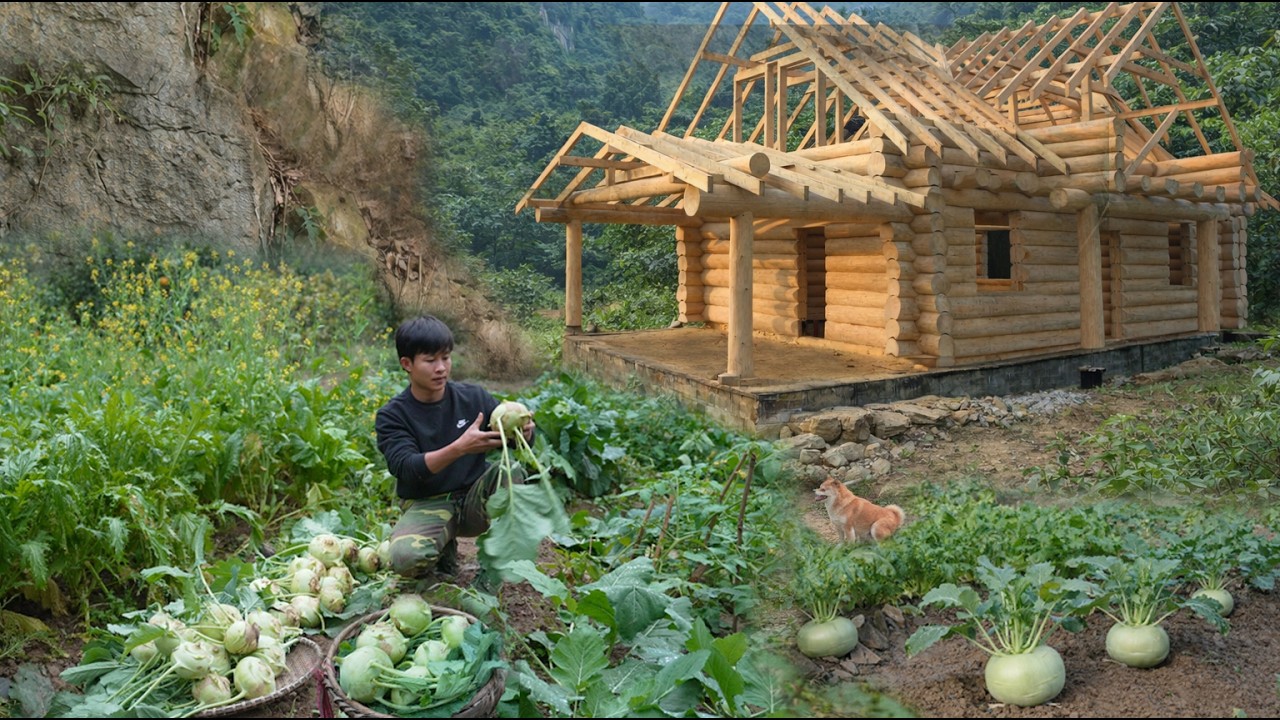Completing a roof on a solo-built log cabin