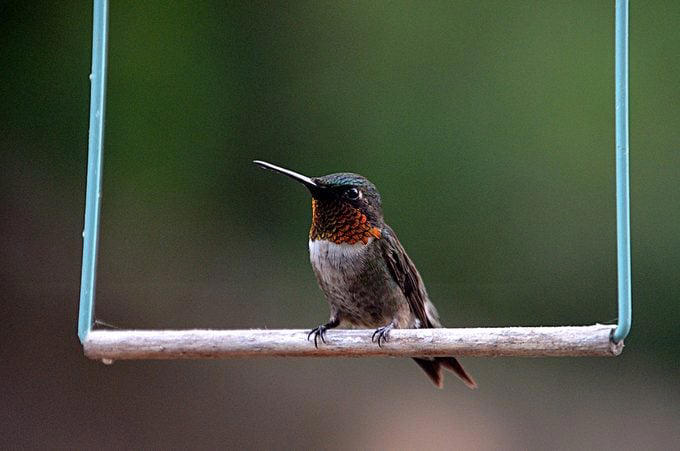A hummingbird swing gives tiny fliers a place to perch