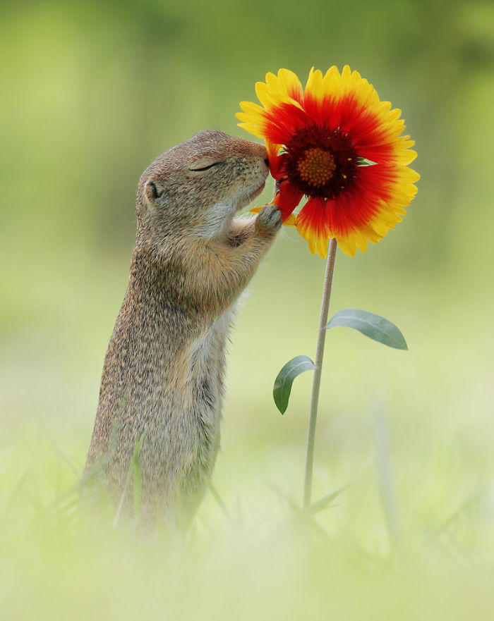 30 amusing wildlife photos of animals caught in funny moments
