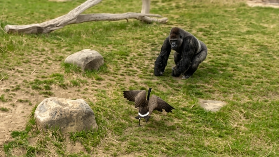 Watch What Happens When a Duck Chargers a Gorilla