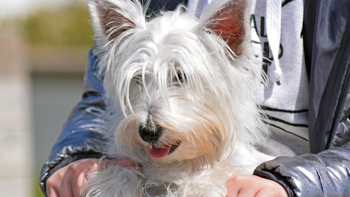 These breeds with beards and mustaches are pure cuteness
