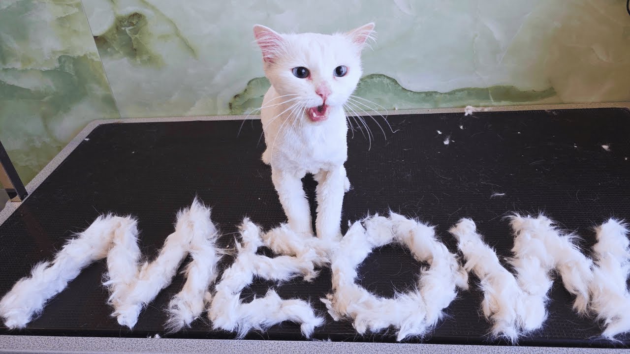 Affectionate cat enjoys grooming