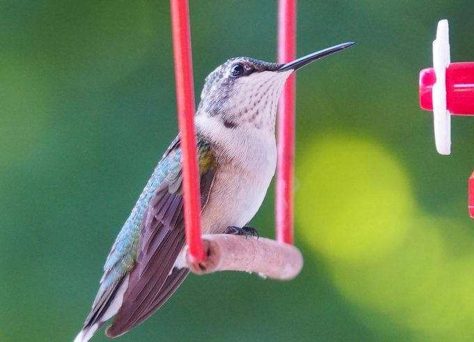 A hummingbird swing gives tiny fliers a place to perch