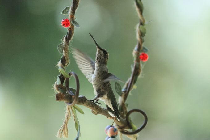 A hummingbird swing gives tiny fliers a place to perch