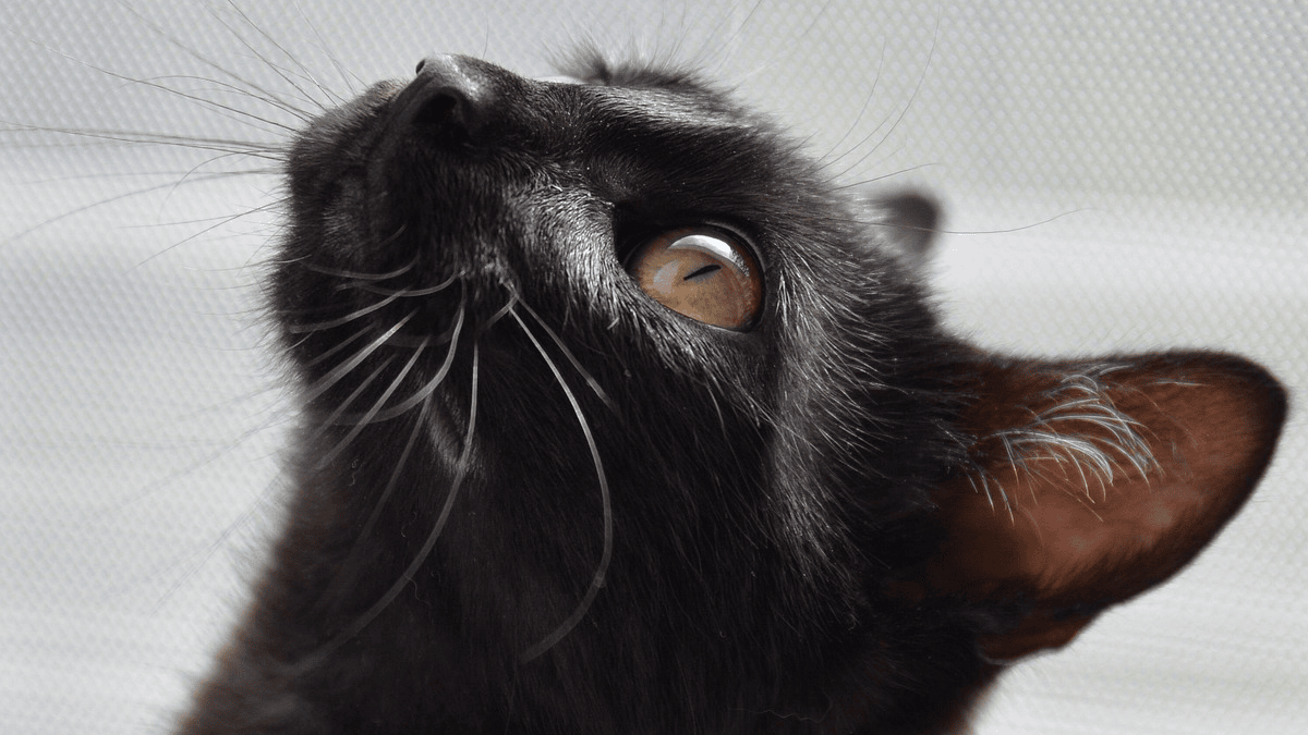 What your cat's color might say about its life mission with you ...