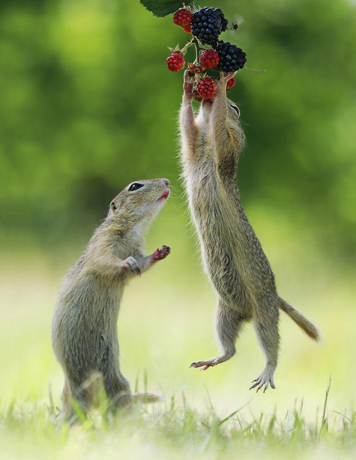 30 amusing wildlife photos of animals caught in funny moments