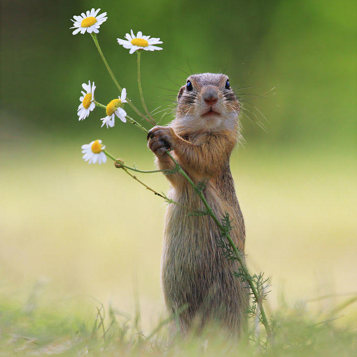 30 amusing wildlife photos of animals caught in funny moments
