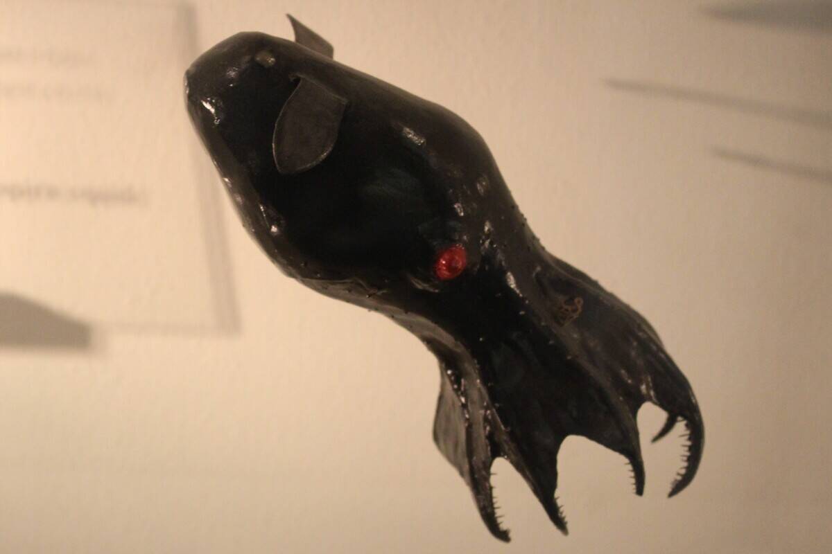 Rarely seen deep-sea creatures captured on film